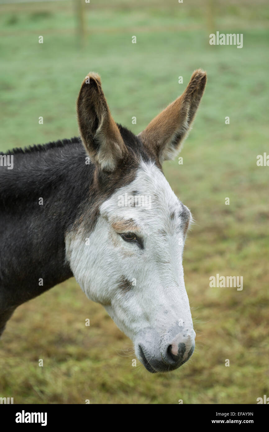 Esel alarm -Fotos und -Bildmaterial in hoher Auflösung – Alamy