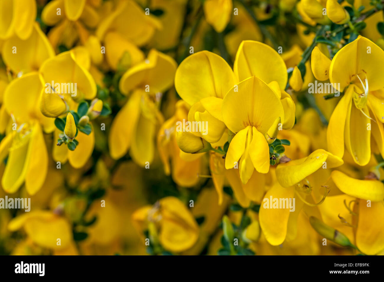 Gemeinsamen Besen / Scotch Broom / Scot's Besen / englische Ginster ...