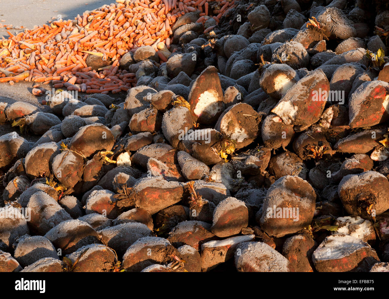 Fodder beet -Fotos und -Bildmaterial in hoher Auflösung – Alamy