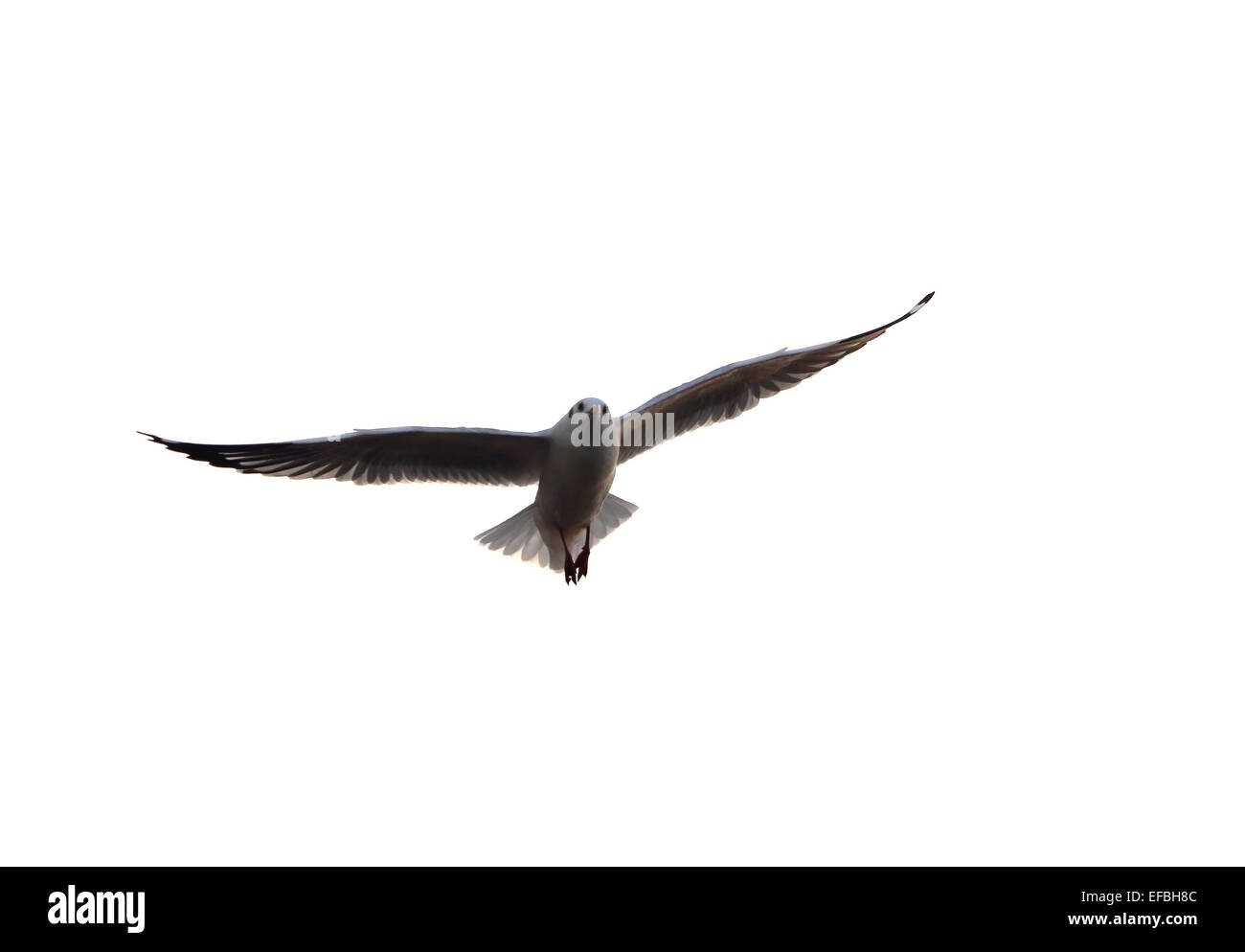 Möwe meer Ausgeschnittene Stockfotos und -bilder - Alamy