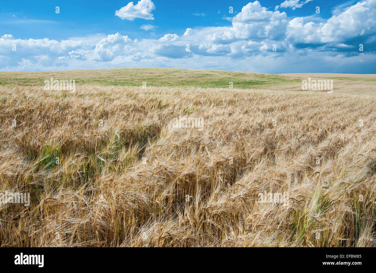 Wolken und weizenfelder -Fotos und -Bildmaterial in hoher Auflösung – Alamy