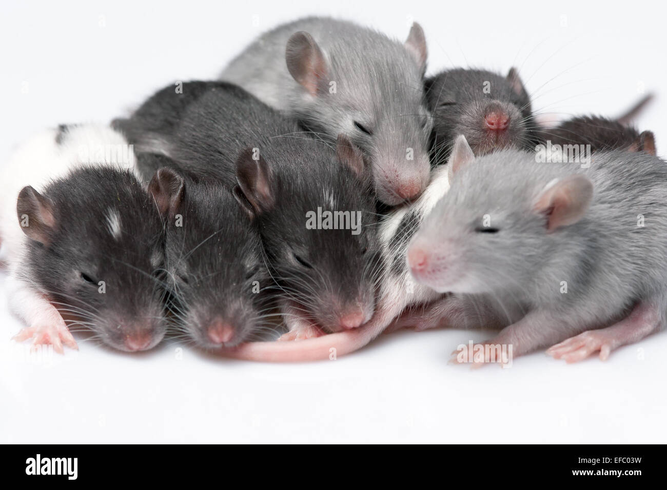 Baby Ratten Stockfotos und -bilder Kaufen - Alamy