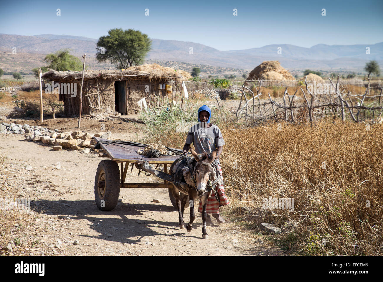 Esel zog wagen -Fotos und -Bildmaterial in hoher Auflösung – Alamy