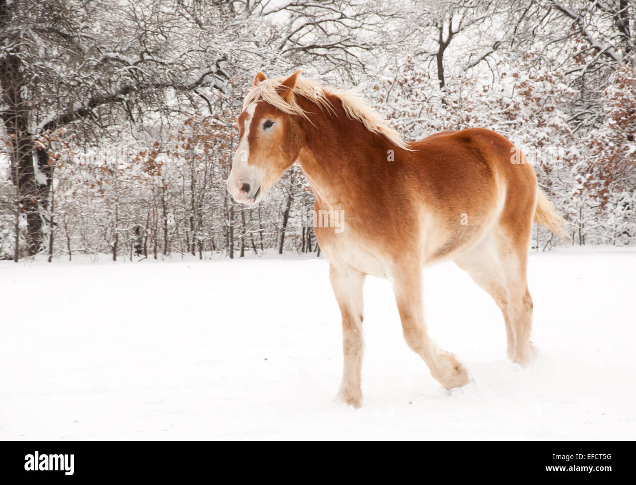 Belgische Zugpferd im Schnee Stockfotografie - Alamy