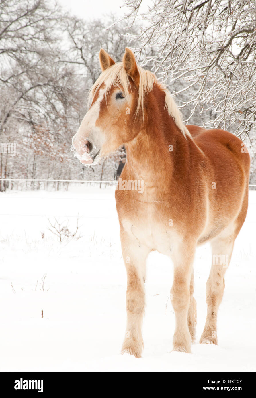 Pferdenase winter Stockfotos und -bilder Kaufen - Alamy