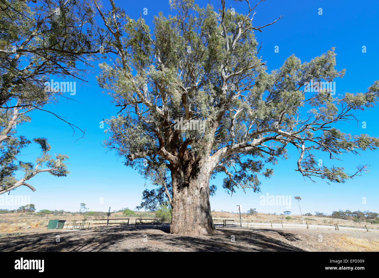 500 Jahre alten Orroroo Giant Gum Tree (Eucalyptus Camaldulensis ...