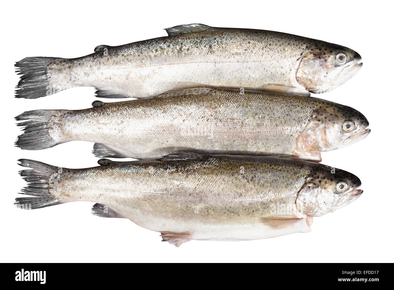 Ganze forelle isoliert -Fotos und -Bildmaterial in hoher Auflösung – Alamy