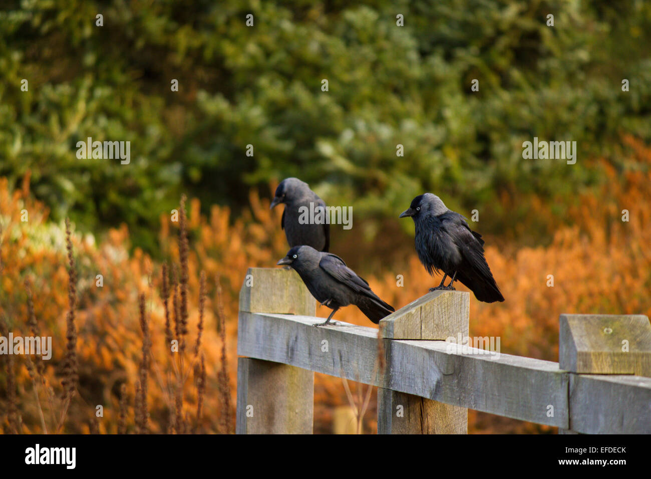 Richmond park dohle -Fotos und -Bildmaterial in hoher Auflösung – Alamy