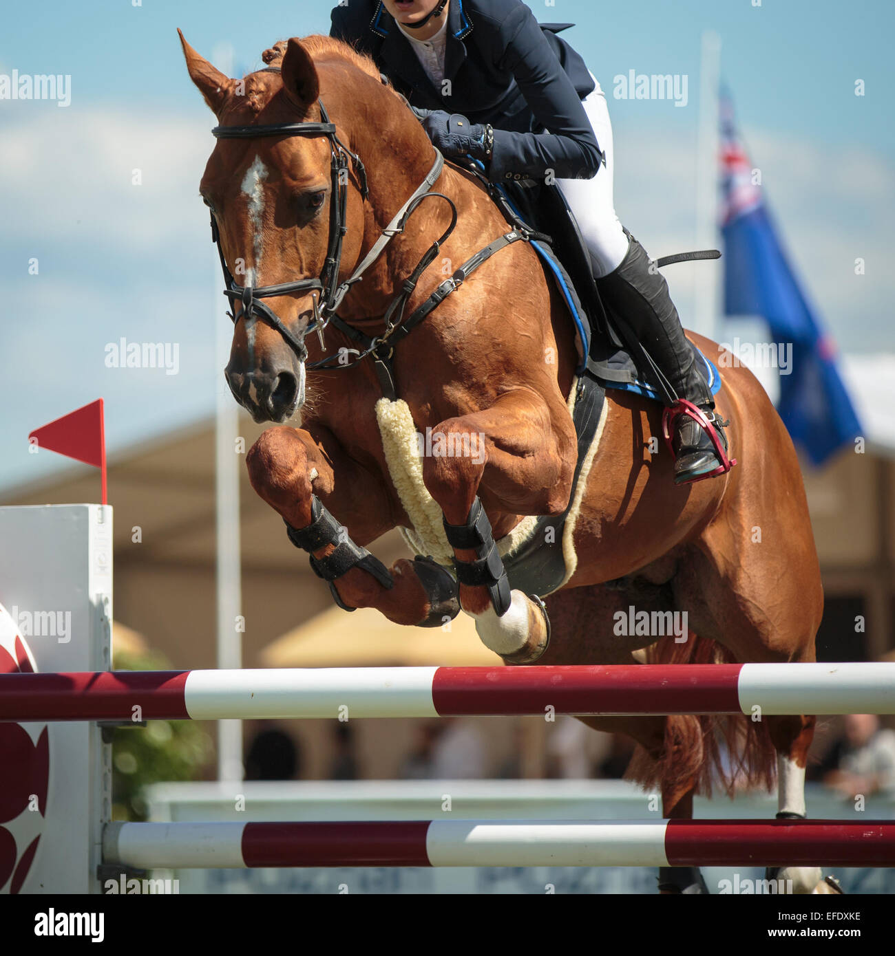 Horse rider jumping over obstacle -Fotos und -Bildmaterial in hoher ...