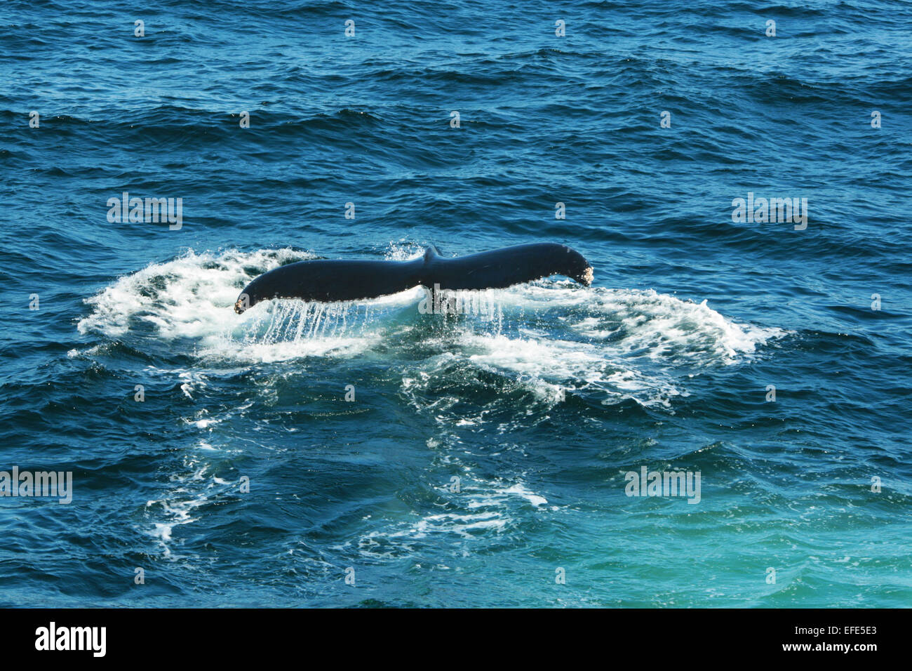 Lebensraum meer -Fotos und -Bildmaterial in hoher Auflösung – Alamy