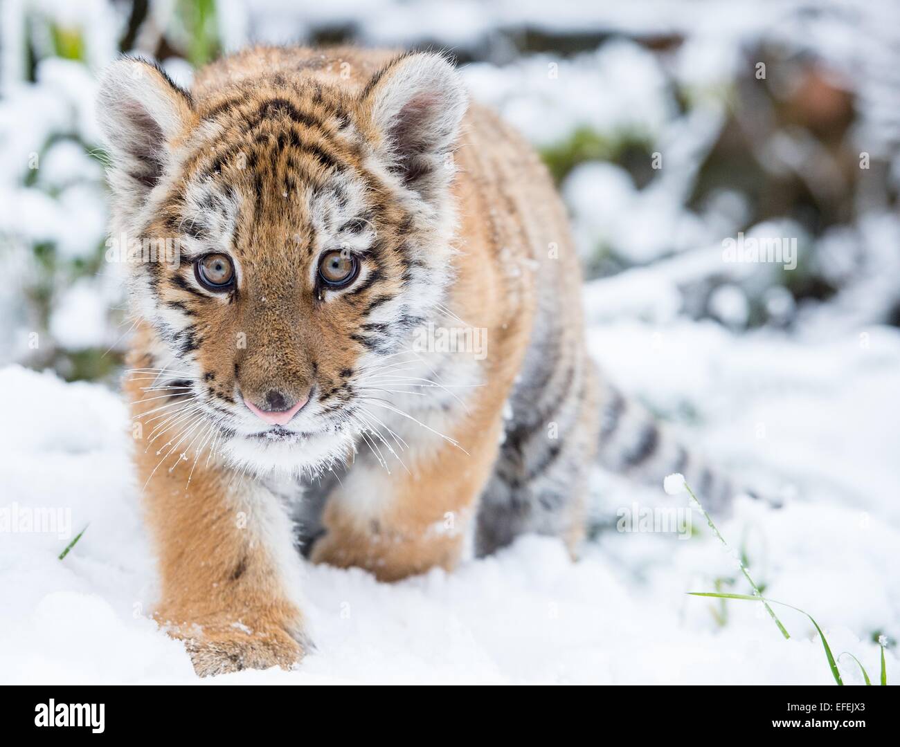 Mehr freud -Fotos und -Bildmaterial in hoher Auflösung – Alamy