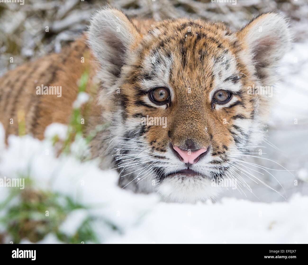 Dragan, der kleine sibirische Tiger, schaut in die Kamera im Zoo in ...