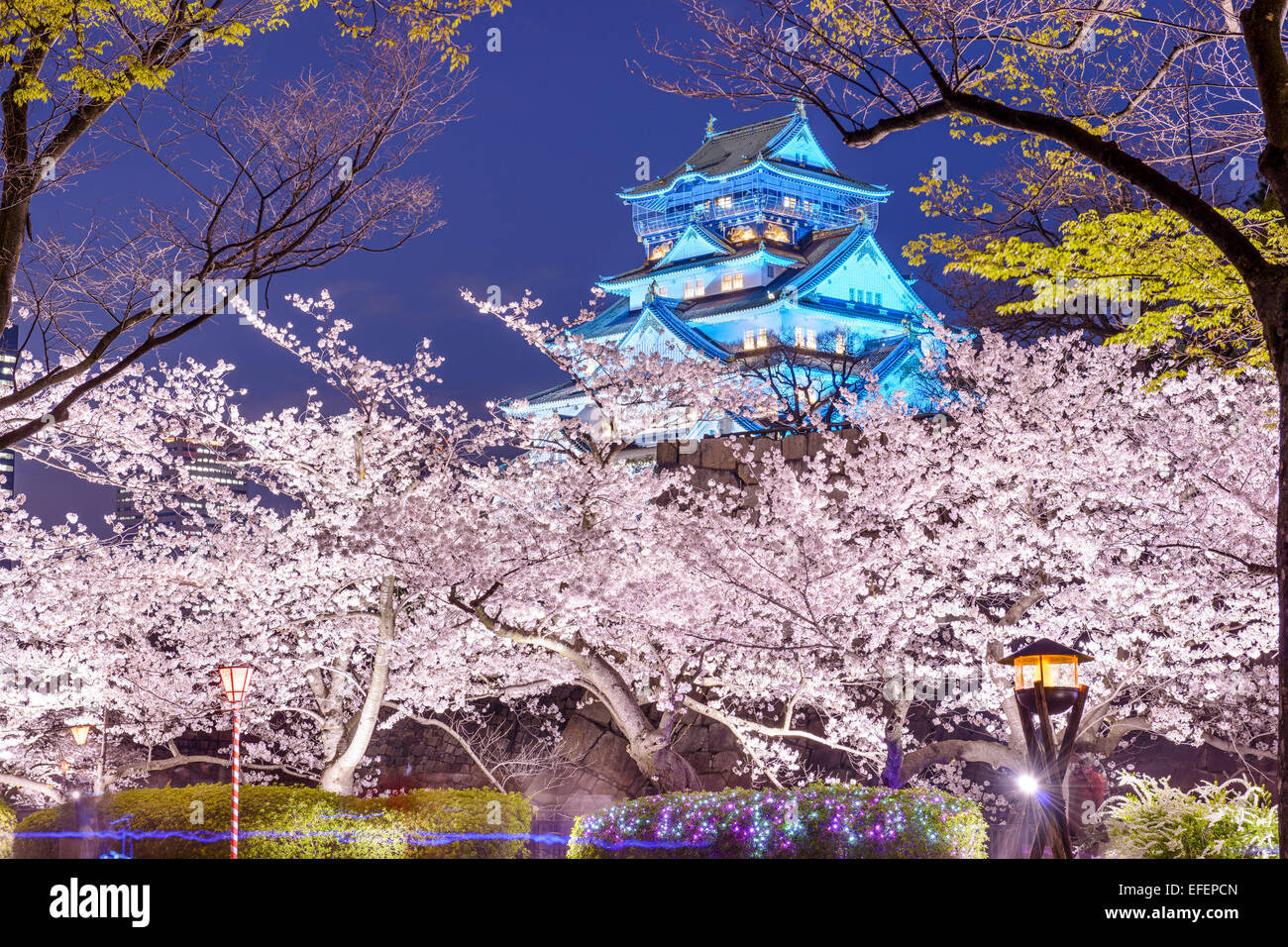 Kirschbaum Von Japan Stockfotos und -bilder Kaufen - Alamy