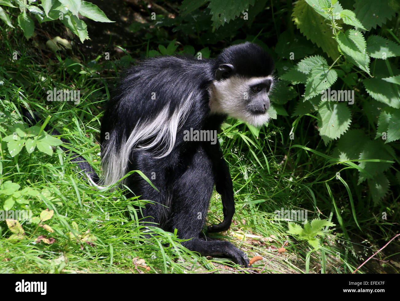 Einsame Mantled Guereza oder (östliche schwarz/weiß) Colobus Affen ...