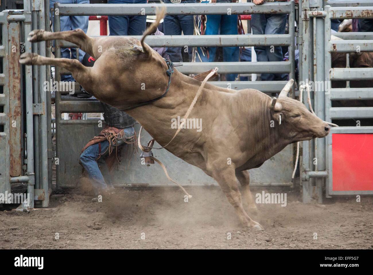 Bull Riding Bullriding Rodeo Stockfotos und -bilder Kaufen - Alamy