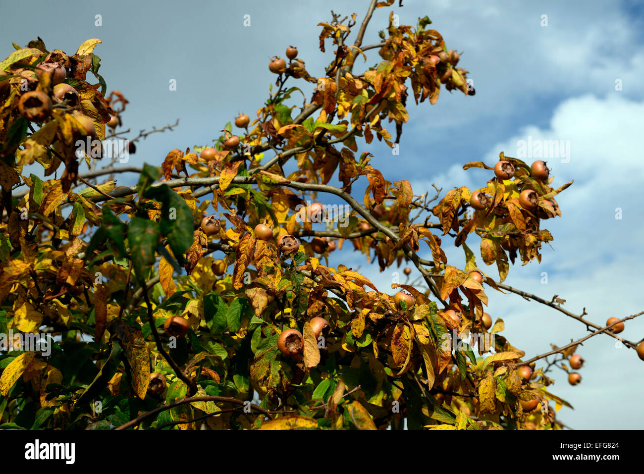 Mespilus germanica baum -Fotos und -Bildmaterial in hoher Auflösung – Alamy