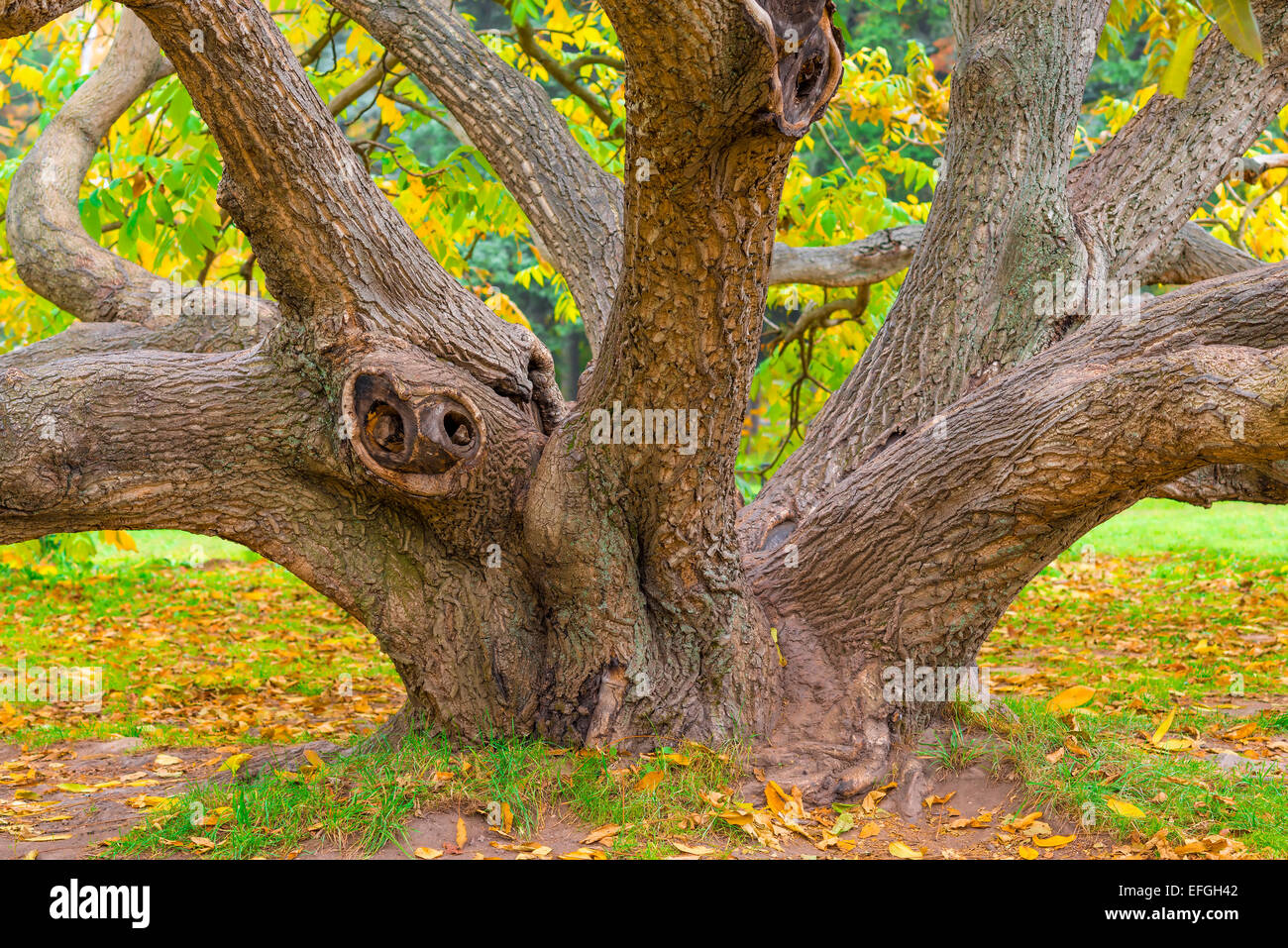 Alter laubbaum -Fotos und -Bildmaterial in hoher Auflösung – Alamy