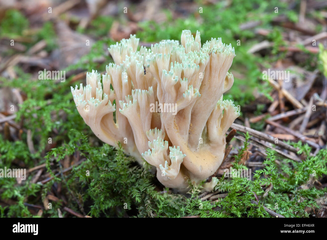 Ramaria apiculata -Fotos und -Bildmaterial in hoher Auflösung – Alamy