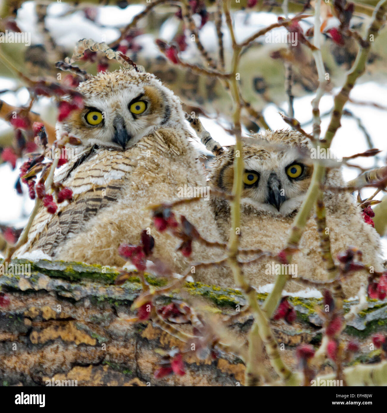 Baby eulen -Fotos und -Bildmaterial in hoher Auflösung – Alamy