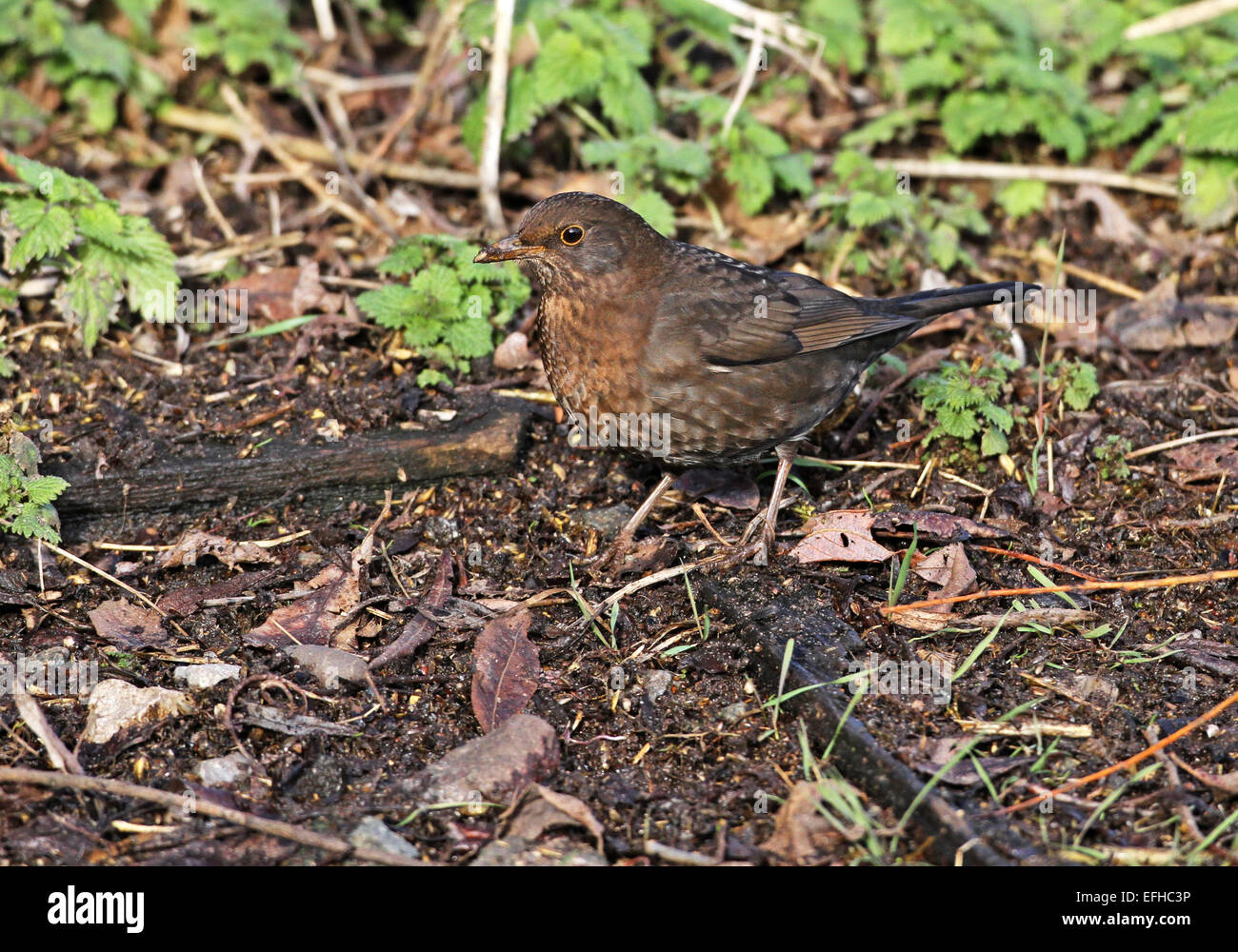 Reife weibliche amsel -Fotos und -Bildmaterial in hoher Auflösung – Alamy