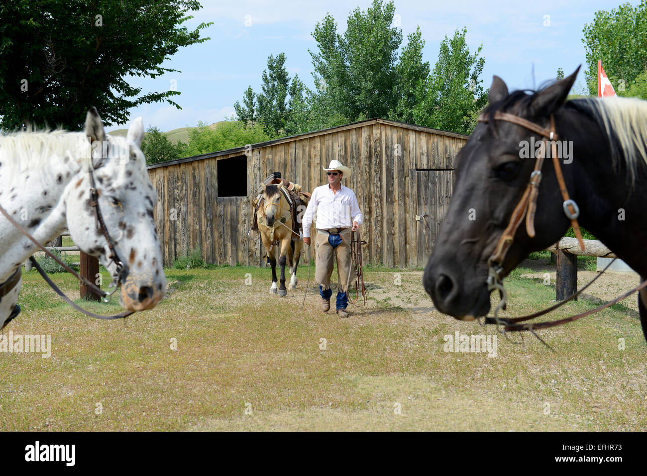 Cowboy und Pferd, La Reata Ranch, Saskatchewan, Kanada Stockfotografie ...