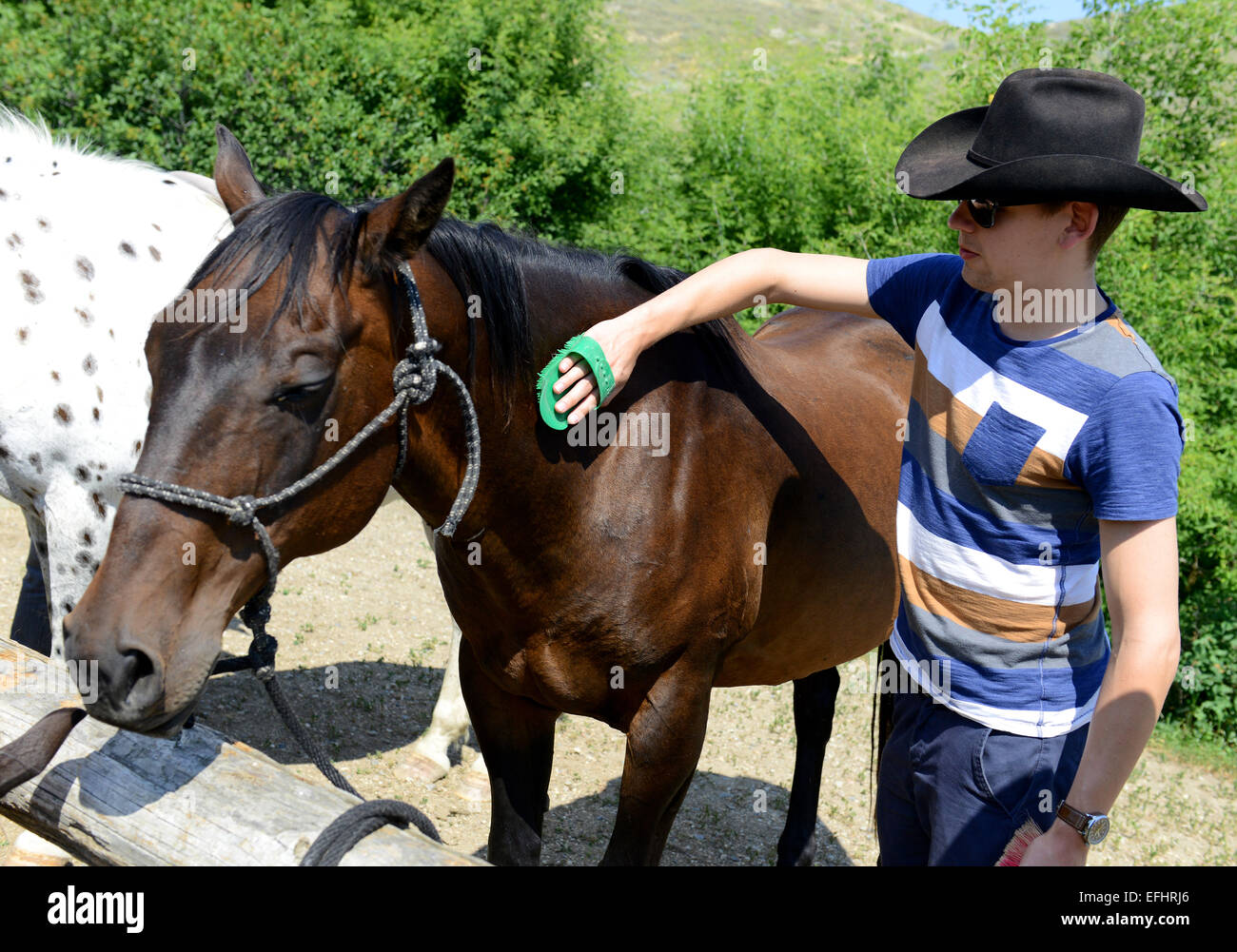 Sauberes pferd -Fotos und -Bildmaterial in hoher Auflösung – Alamy