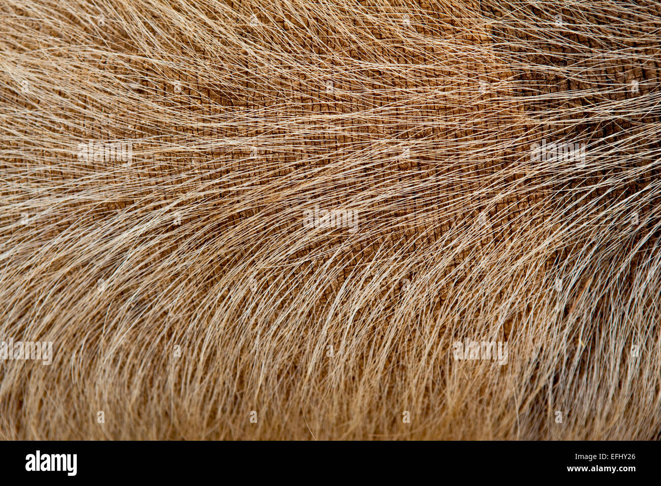 Pig skin -Fotos und -Bildmaterial in hoher Auflösung – Alamy