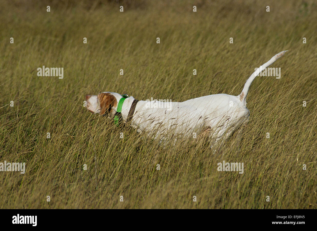 Englischer Pointer Jagdhund zeigen eine Covey von der Wachtel auf einer ...