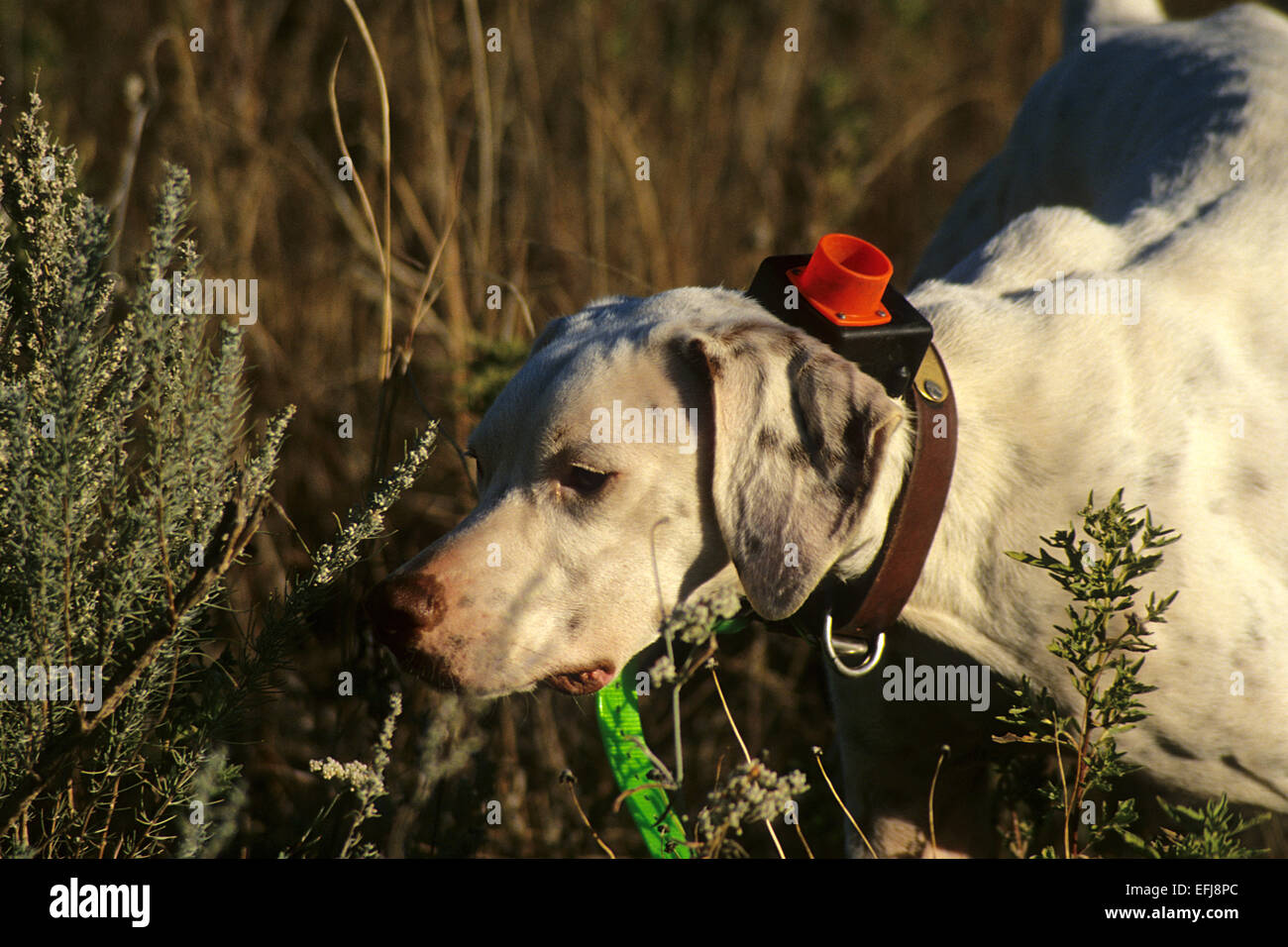 Englischer Pointer Jagdhund zeigen eine Covey von der Wachtel auf einer ...