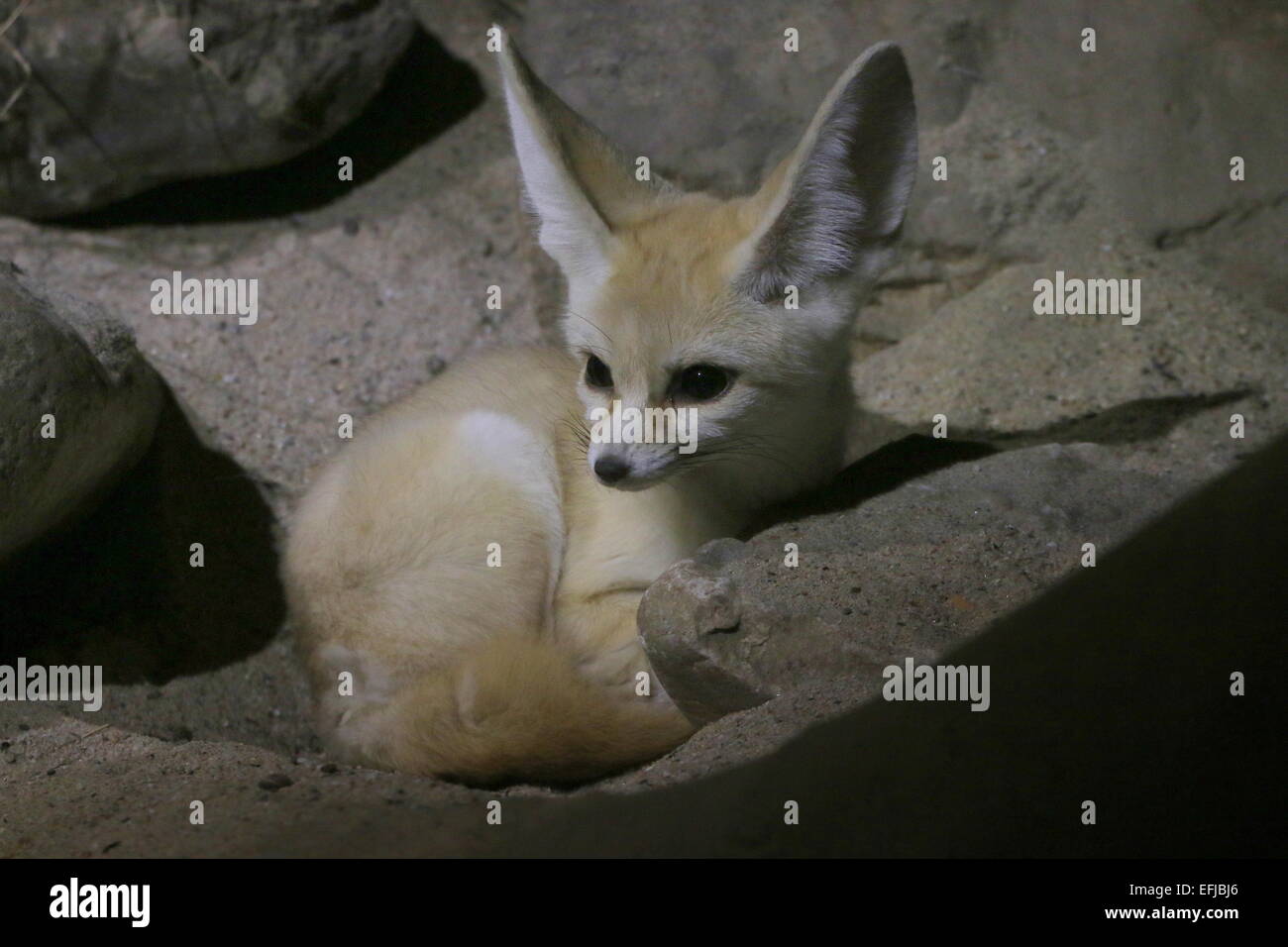 Sahara Fennec Fox (Fennecus Zerda Stockfotografie - Alamy