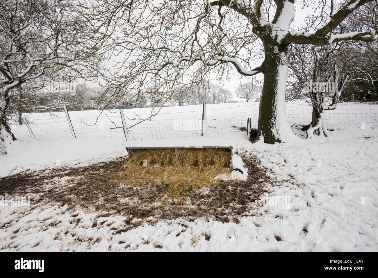 Heu auf englisch -Fotos und -Bildmaterial in hoher Auflösung – Alamy