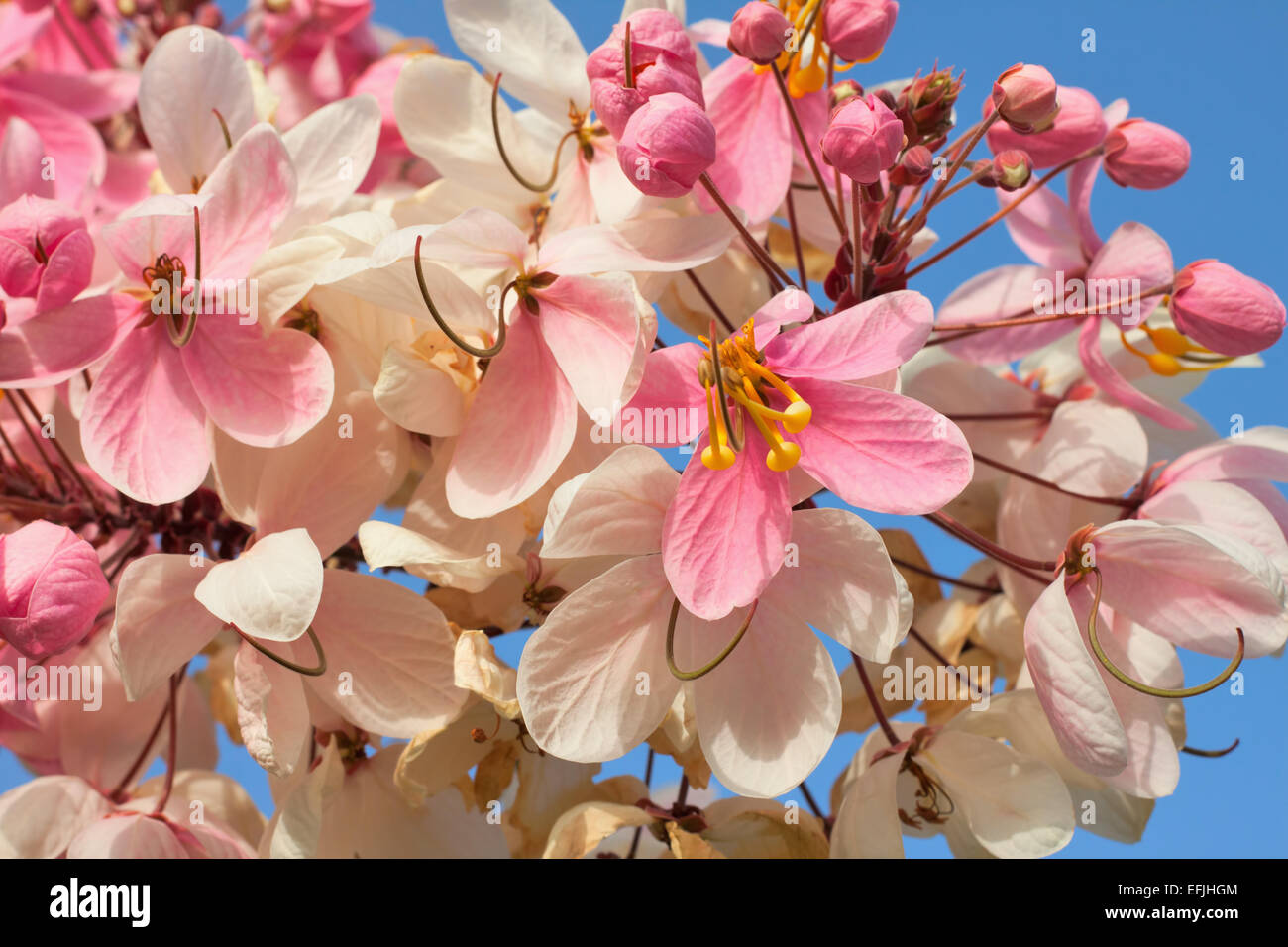 Akazien blüten -Fotos und -Bildmaterial in hoher Auflösung – Alamy