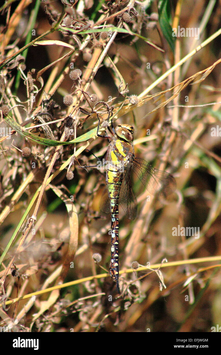 Dan barratt -Fotos und -Bildmaterial in hoher Auflösung – Alamy