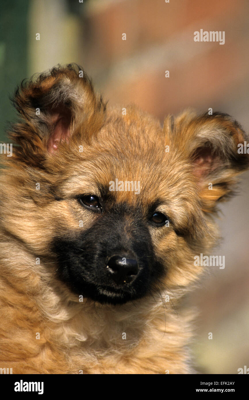 Hund, Harzer Fuchs, Harzer Fuchs Welpe, Porträt Stockfotografie - Alamy