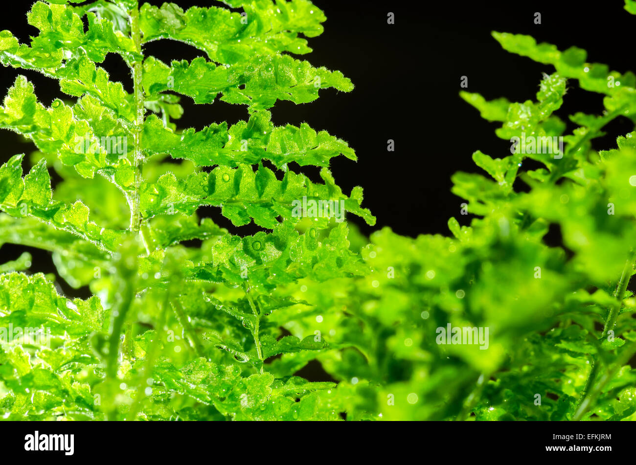 Plante dinterieur -Fotos und -Bildmaterial in hoher Auflösung – Alamy