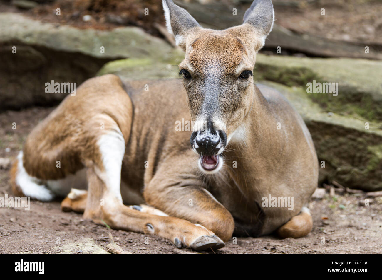 Hirsche im sitzen -Fotos und -Bildmaterial in hoher Auflösung – Alamy