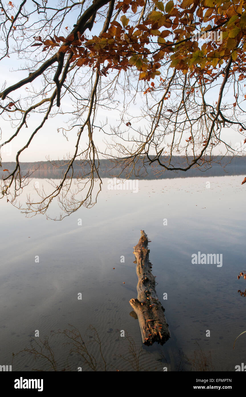 Lake Stechlin ist ein 69,5 m tiefer See mit sehr klarem Wasser im ...