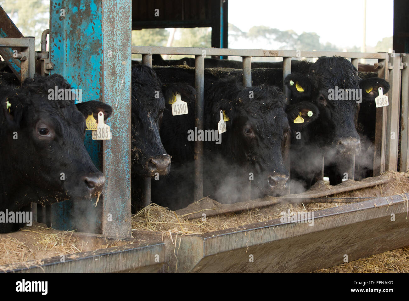 Cattle Feeding From Trough Stockfotos und -bilder Kaufen - Alamy