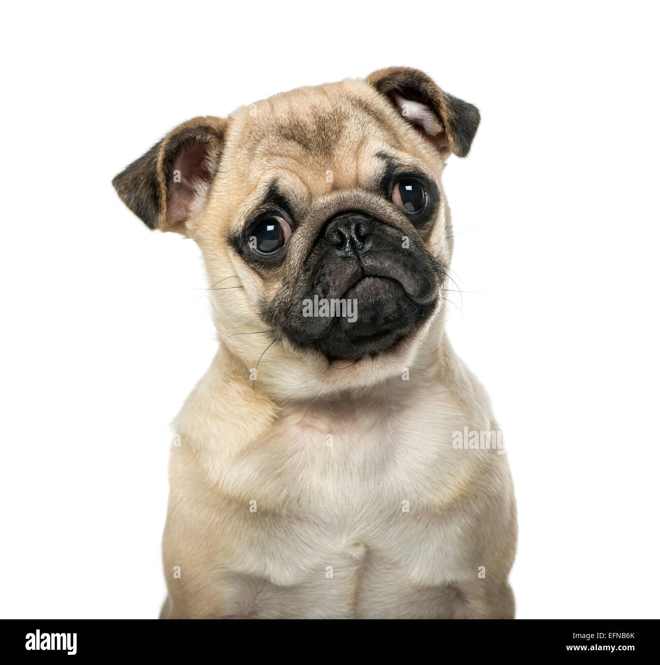 Mops hautnah -Fotos und -Bildmaterial in hoher Auflösung – Alamy