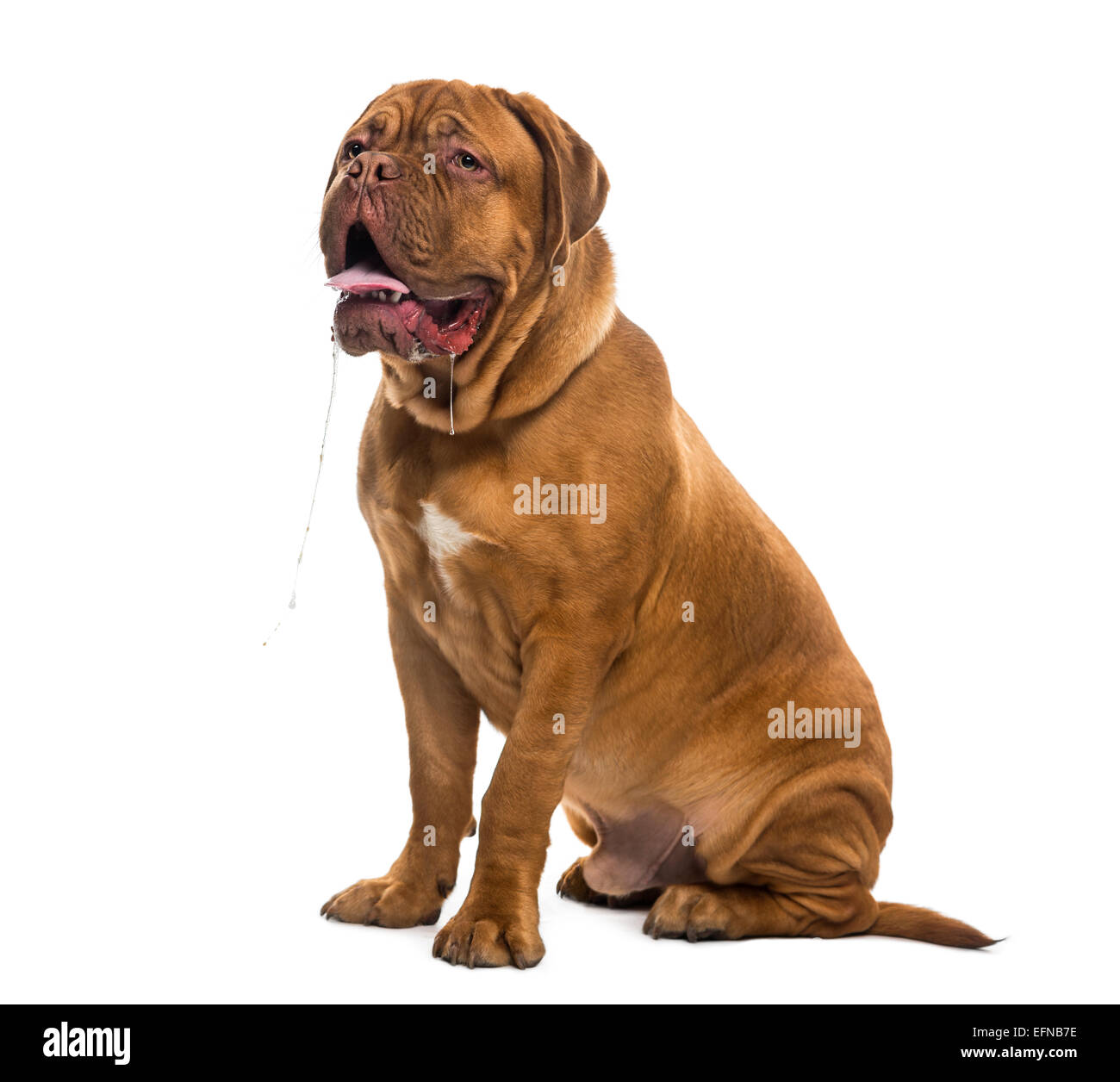 Sabbernder hund -Fotos und -Bildmaterial in hoher Auflösung – Alamy