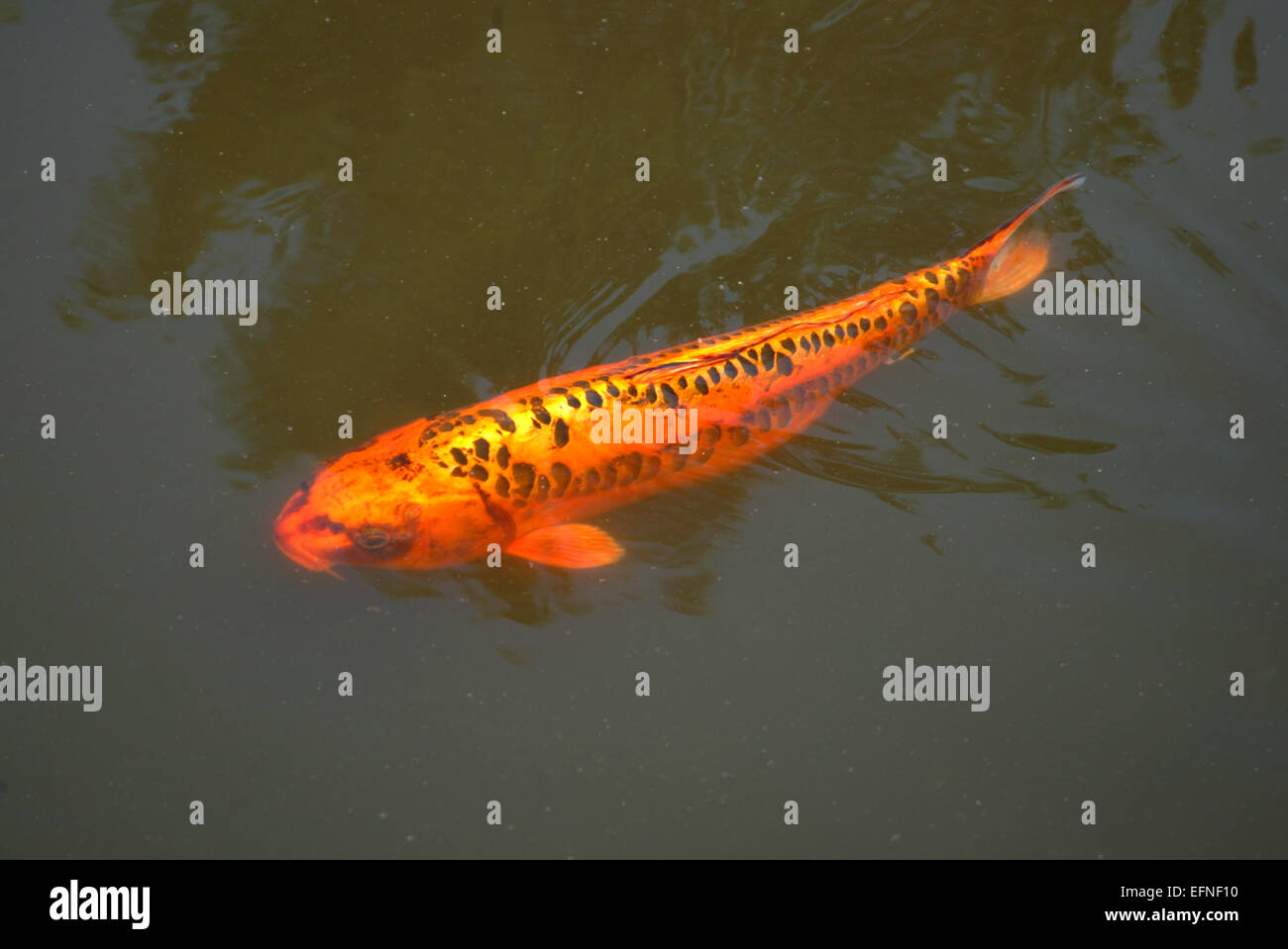 Japanischer koi karpfen -Fotos und -Bildmaterial in hoher Auflösung – Alamy