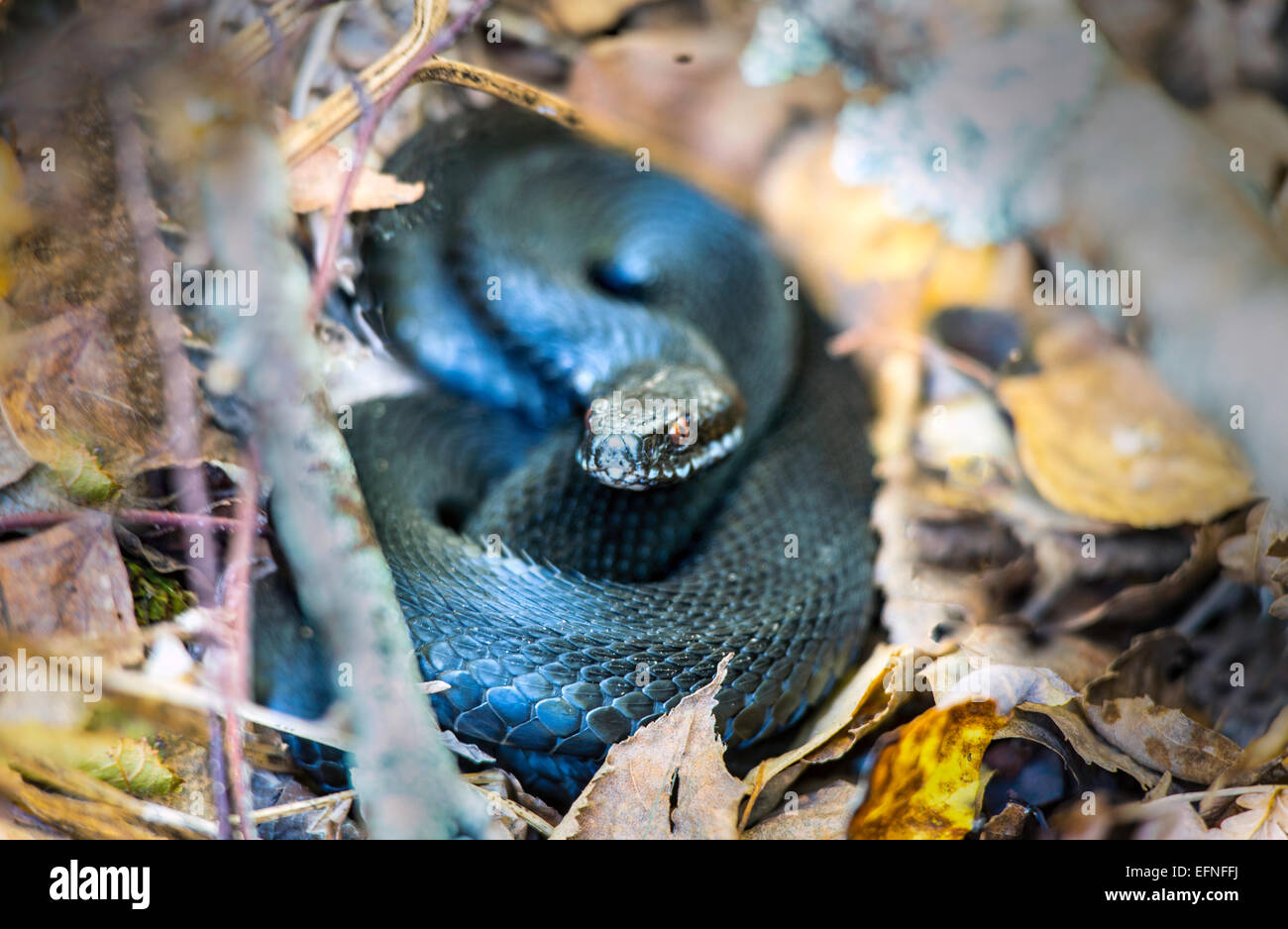 Vipera berus black melanistic snake -Fotos und -Bildmaterial in hoher ...