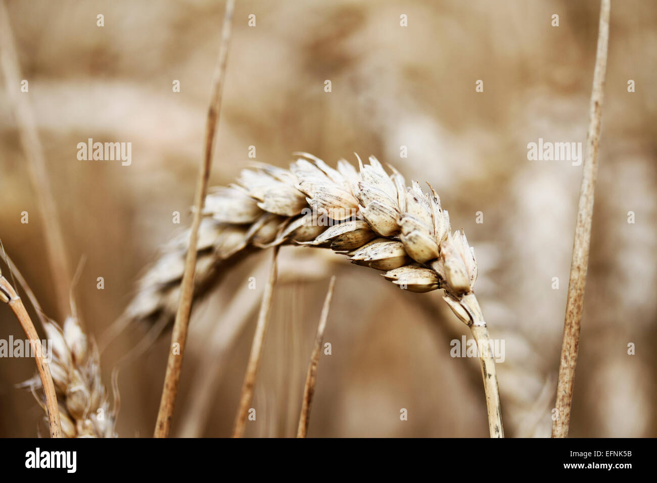 Triticum Aestivum Weichweizen - Brot dritte am meisten gewachsen ...