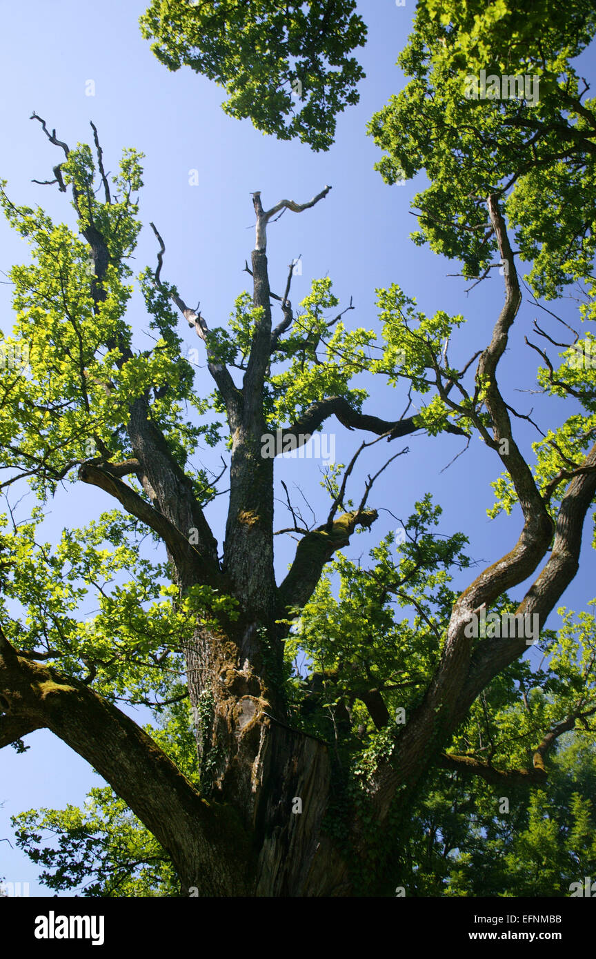 Baum eiche gruen bl -Fotos und -Bildmaterial in hoher Auflösung – Alamy