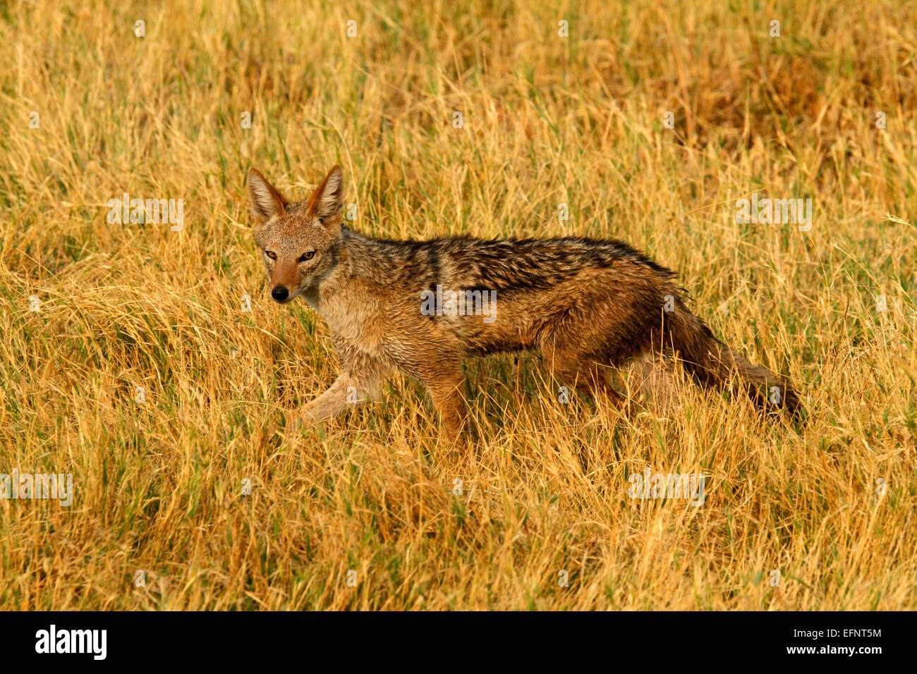 Black-backed Schakal in Afrikas weiten Savanne Ebenen. Schakale sind ...
