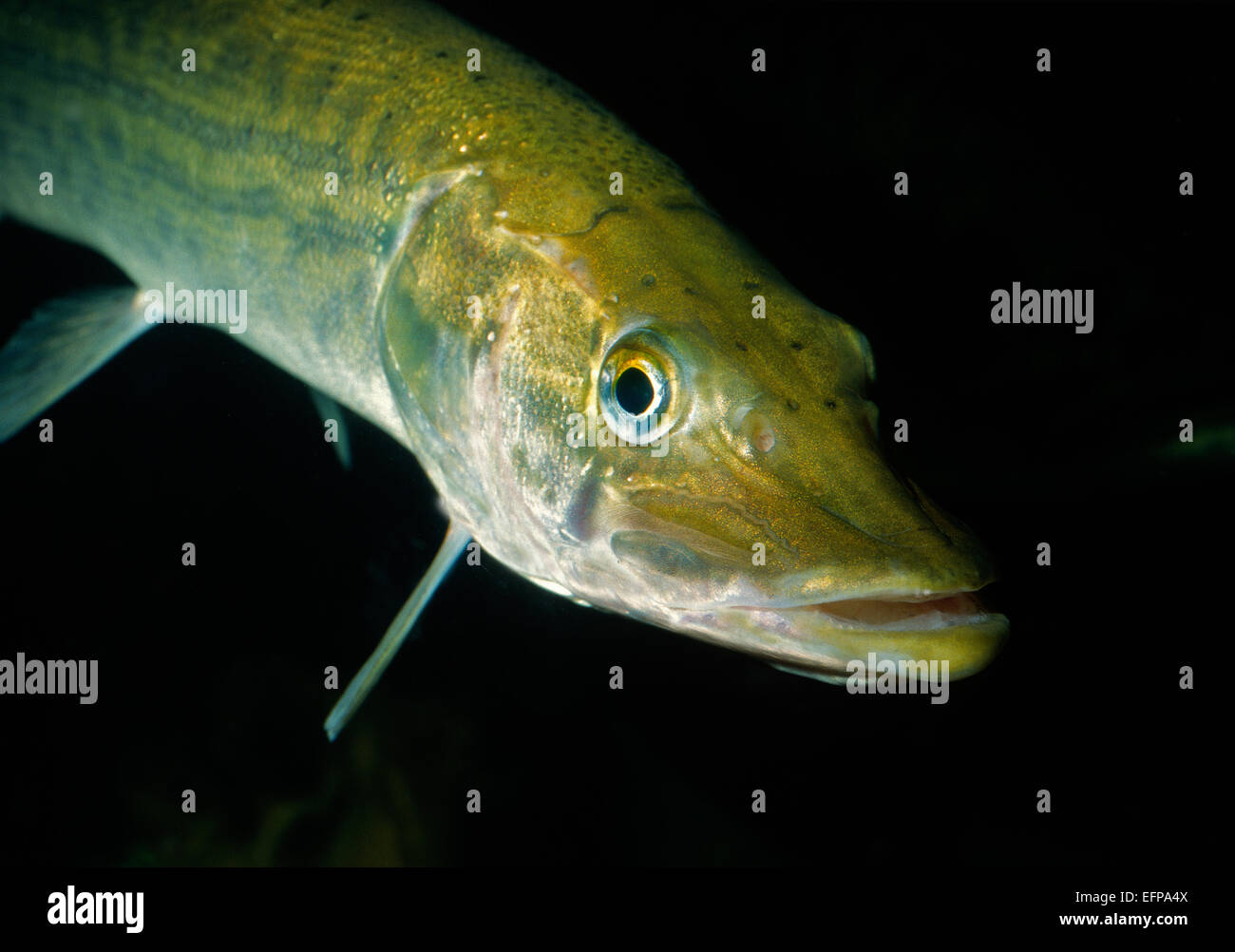 Northern Pike Fish Underwater Esox Stockfotos & Northern Pike Fish ...