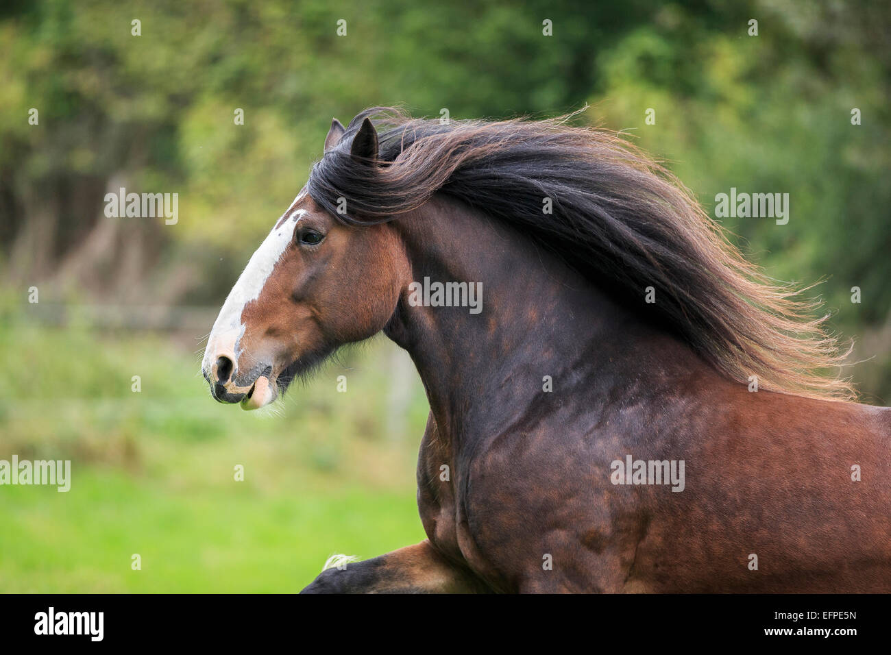 Equiden shire pferd -Fotos und -Bildmaterial in hoher Auflösung – Alamy