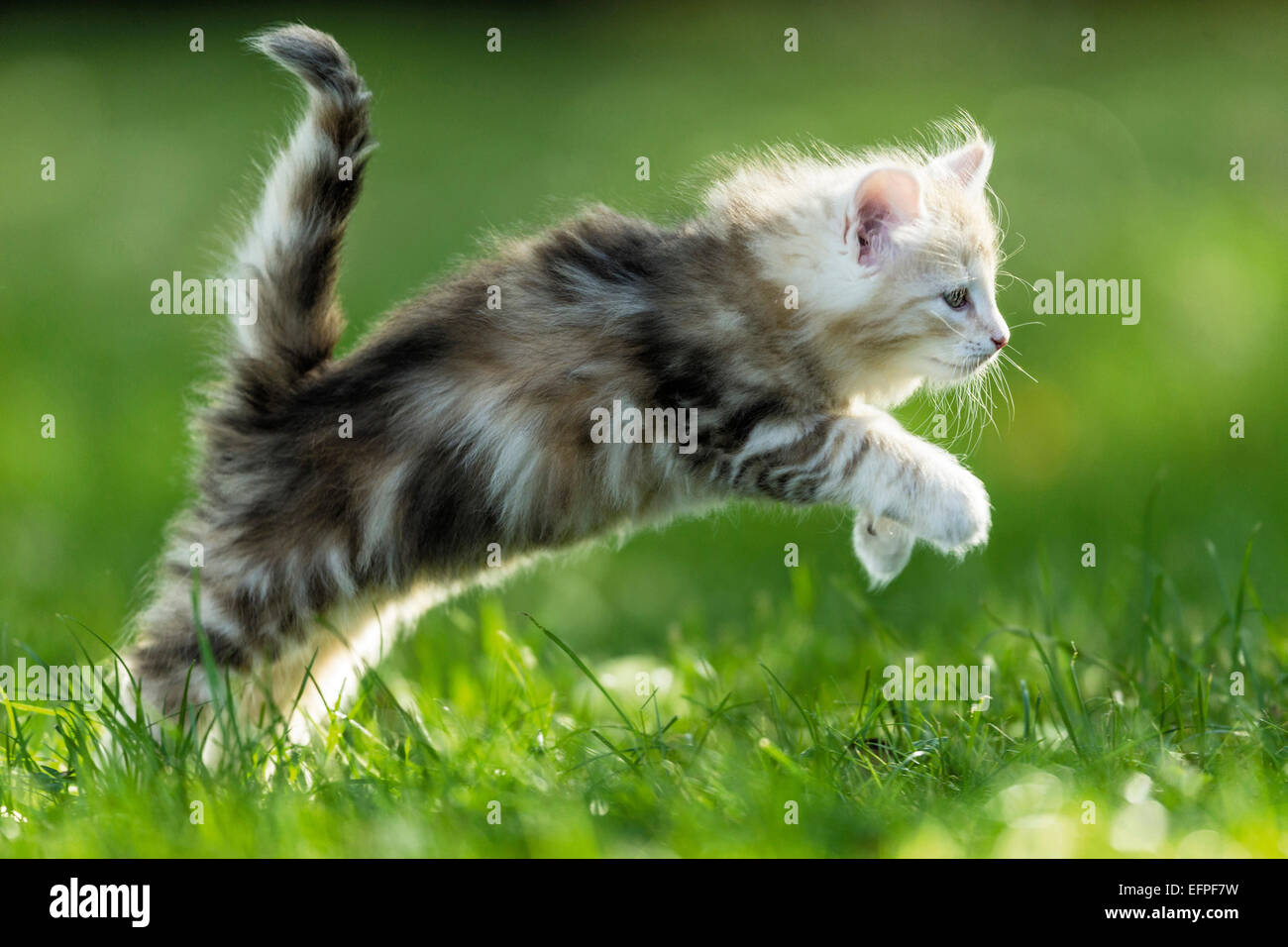 Kitten jumping grass -Fotos und -Bildmaterial in hoher Auflösung – Alamy