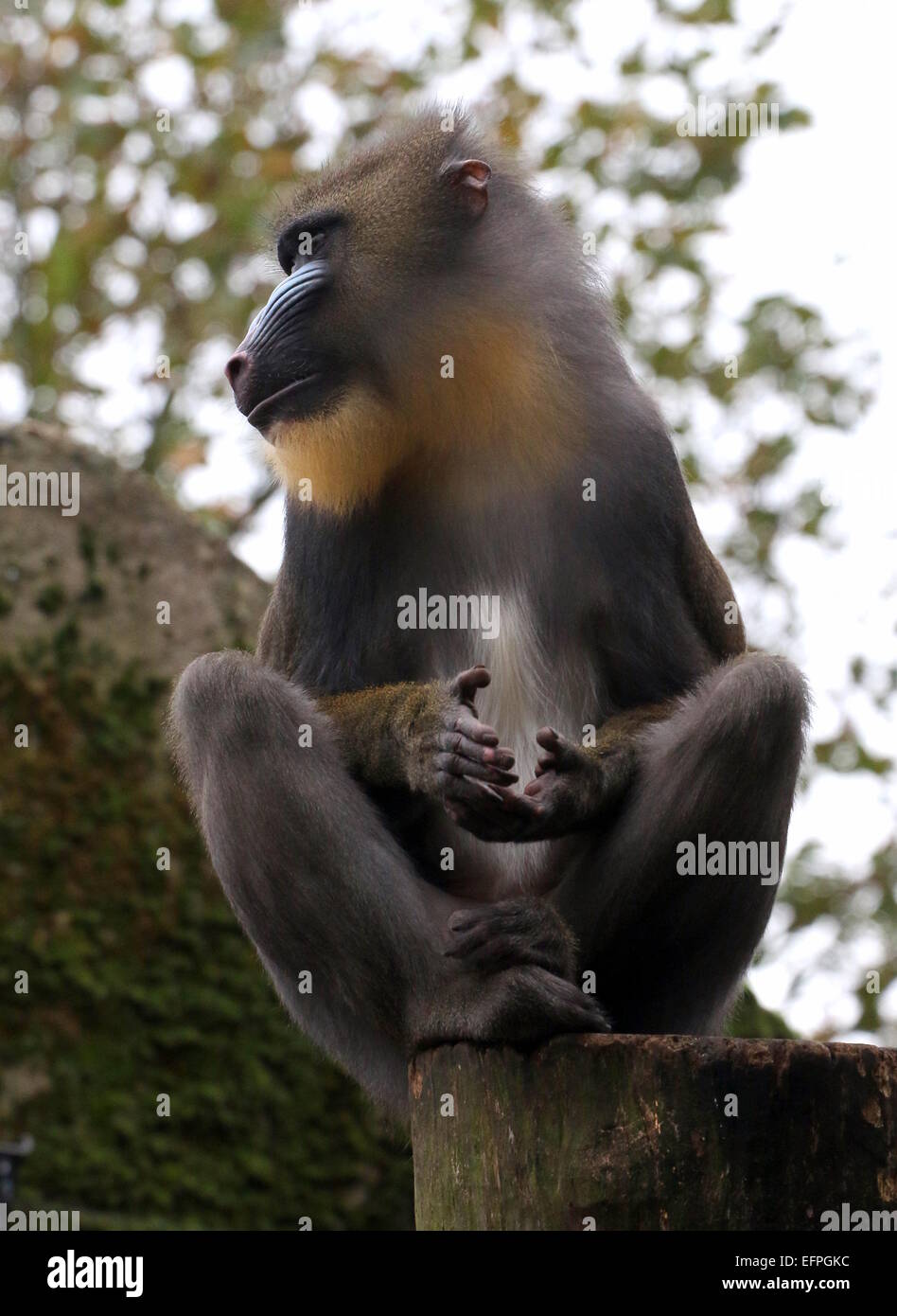 Mandrill mandrillus sphinx male sitting -Fotos und -Bildmaterial in ...