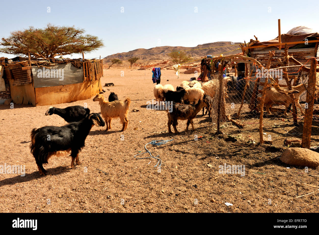 Arabischen Beduinen-Camp in der Wüste Süd Sinai-Halbinsel mit Ziegen ...